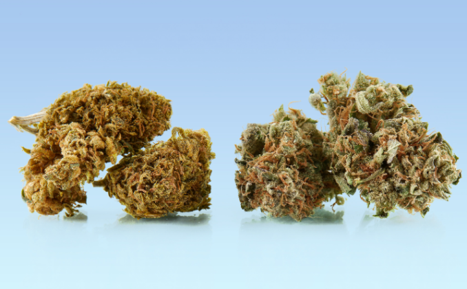 Reggie Marijuana Strain Information & Reviews in 2022 | The Web Tribune